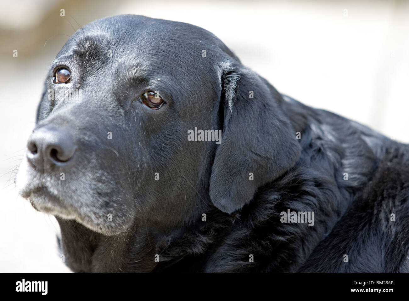 Portrait of an old black Labrador Stock Photo - Alamy