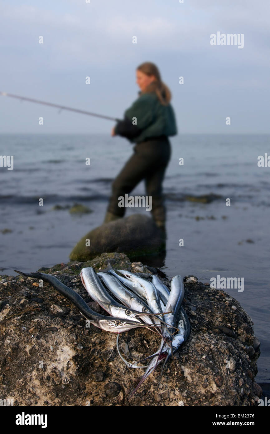 Belone belone hi-res stock photography and images - Alamy