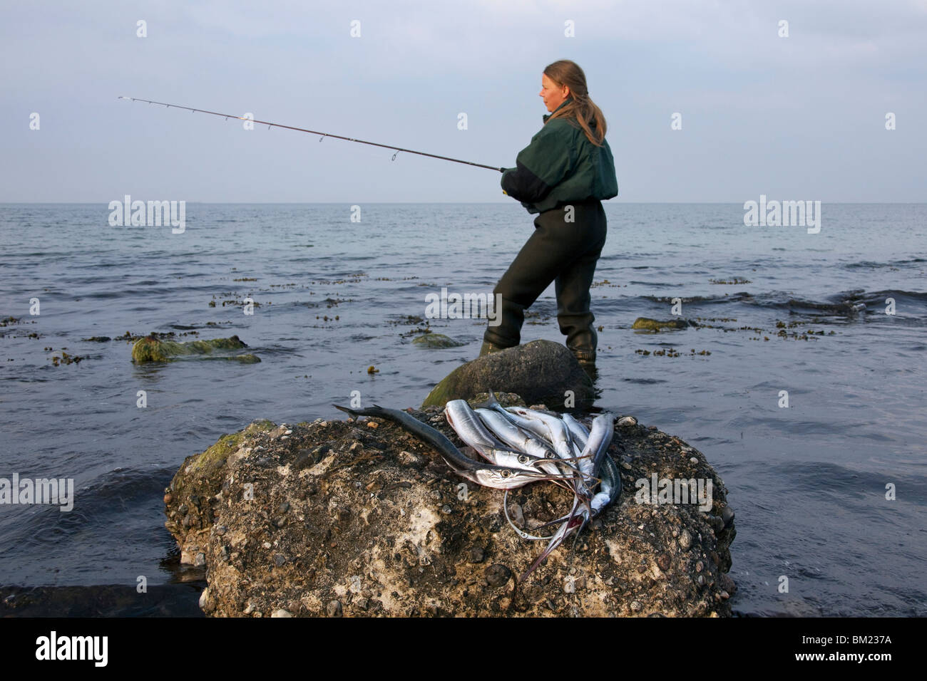 Female angler with caught Garfish (Belone belone), Germany Stock Photo ...