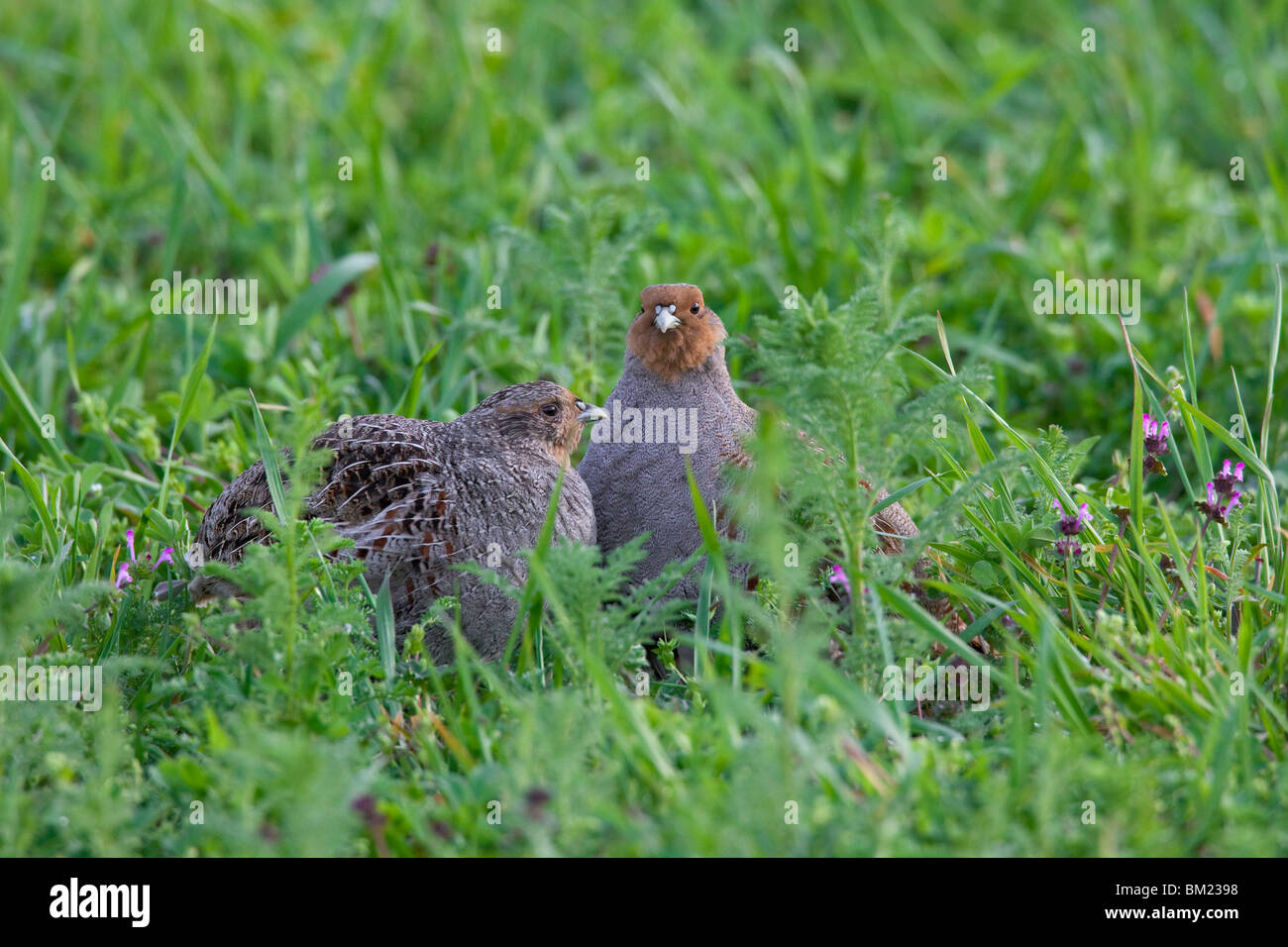 Grey Partridge (Perdix perdix) couple foraging in field, Germany Stock ...