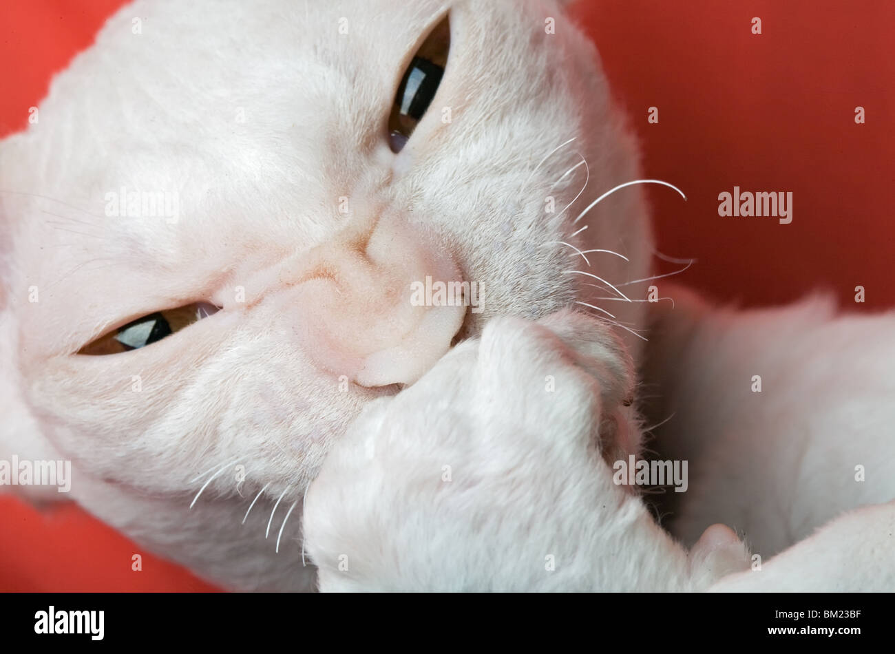 funny wrinkled nose of white cat muzzle closeup Stock Photo - Alamy