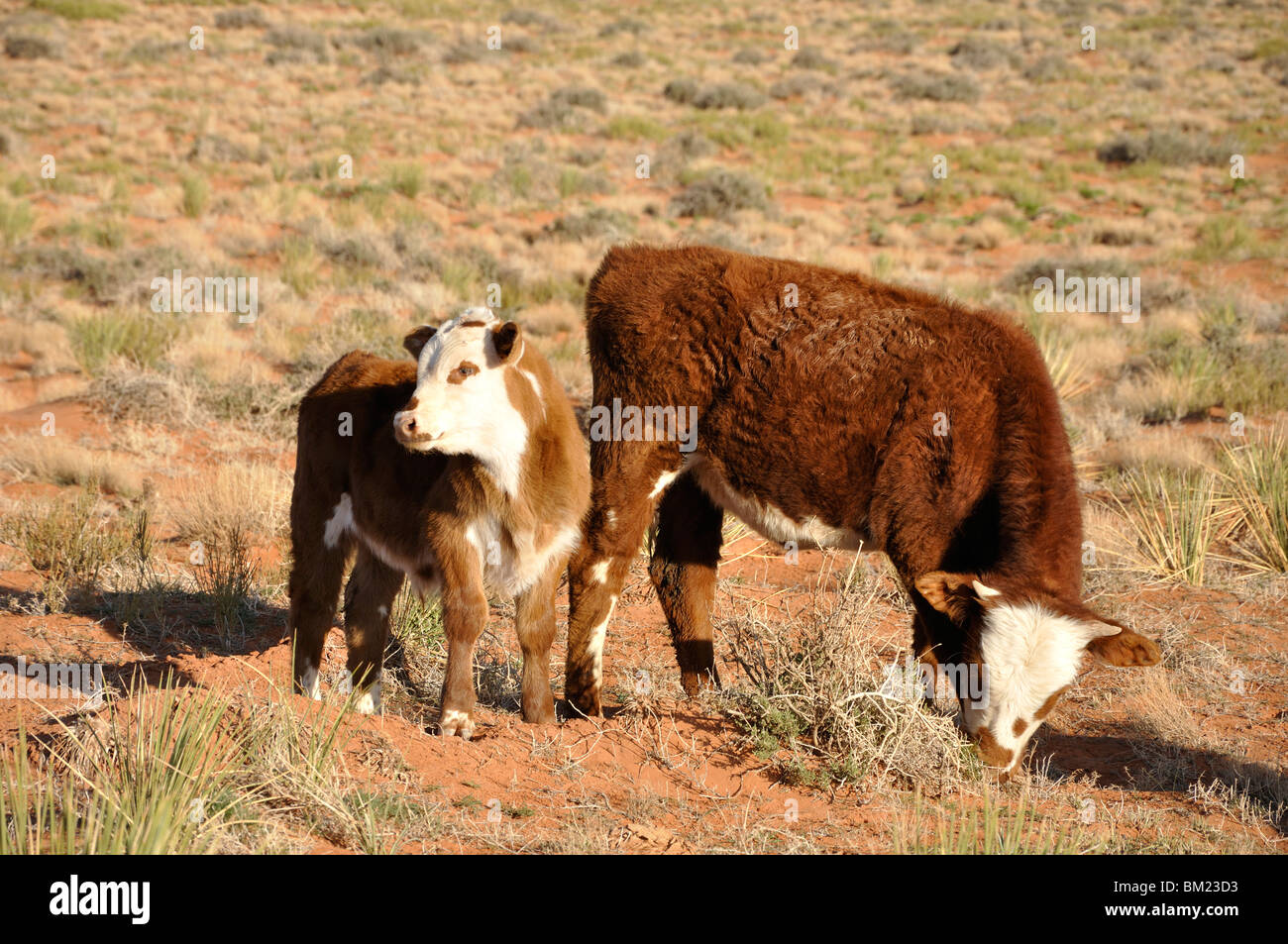 Indian's cows in Monument Valley, Utah, USA Stock Photo - Alamy