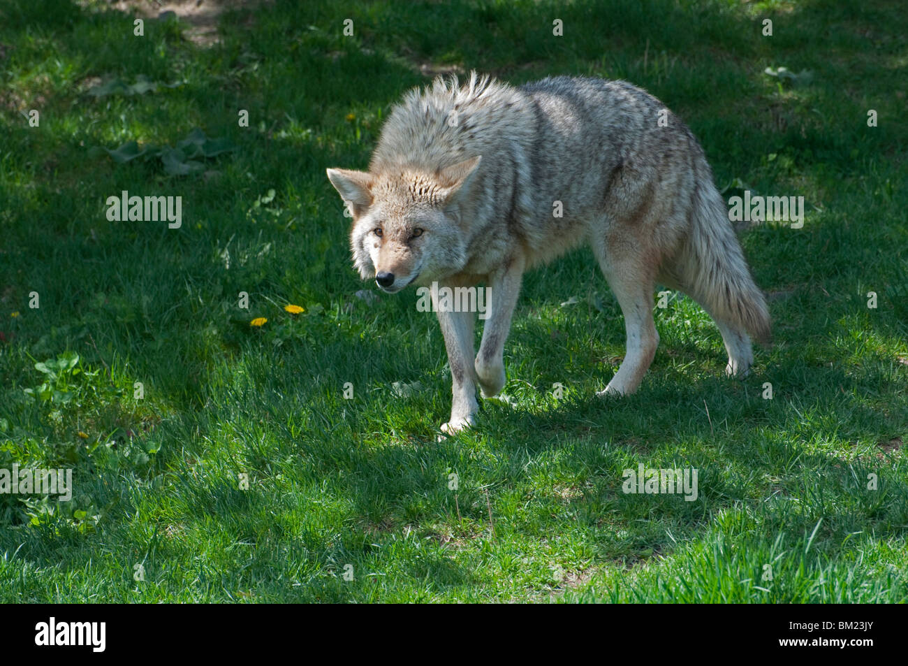 A nervous Coyote Stock Photo - Alamy