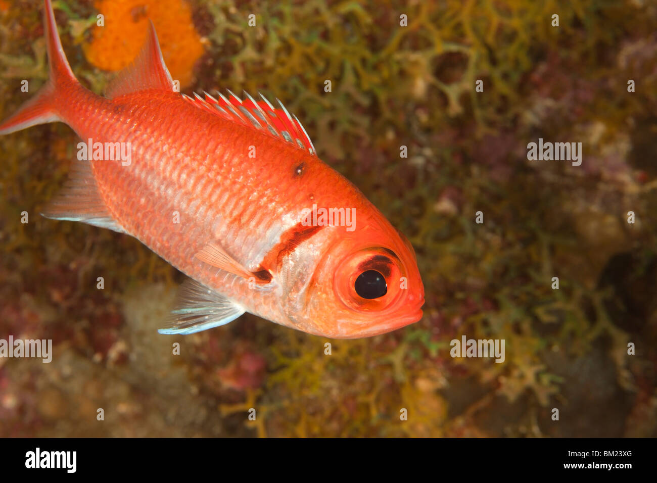 Blackbar Soldierfish (Myripristris jacobus) on a tropical coral reef in ...