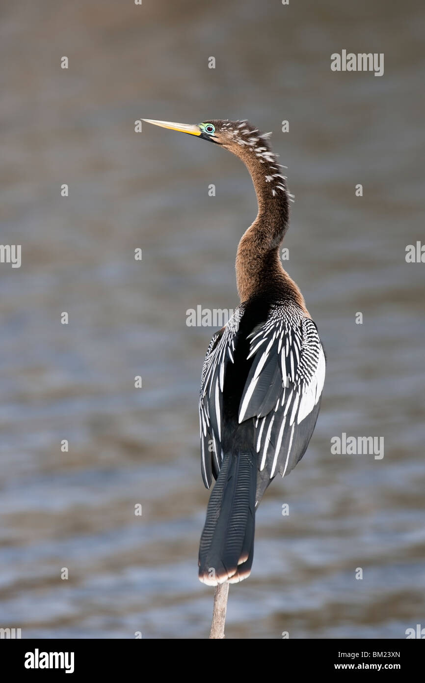 Anhinga (Anhinga anhinga leucogaster), female Stock Photo - Alamy