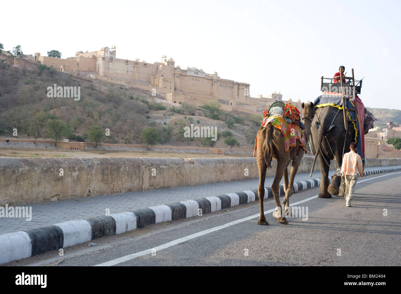 Camel and elephant walking past Amber Fort, Amber, Rajasthan, India ...