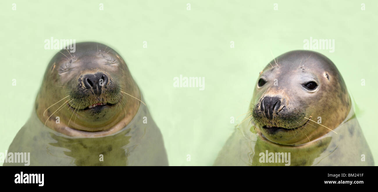 Seals swimming in water Stock Photo - Alamy