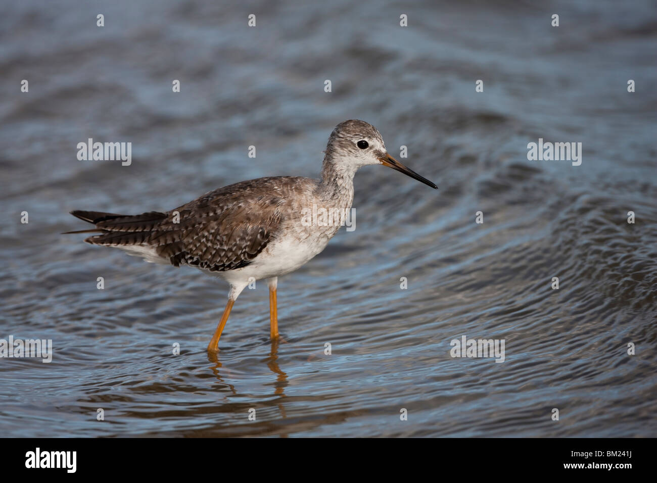 Lesser Yellowlegs (Tringa flavipes) in winter plumage foraging in a ...