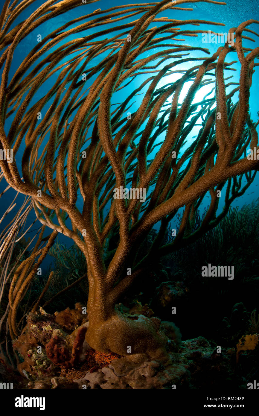 Sea rods on a beautiful tropical reef in Bonaire, Netherlands Antilles ...