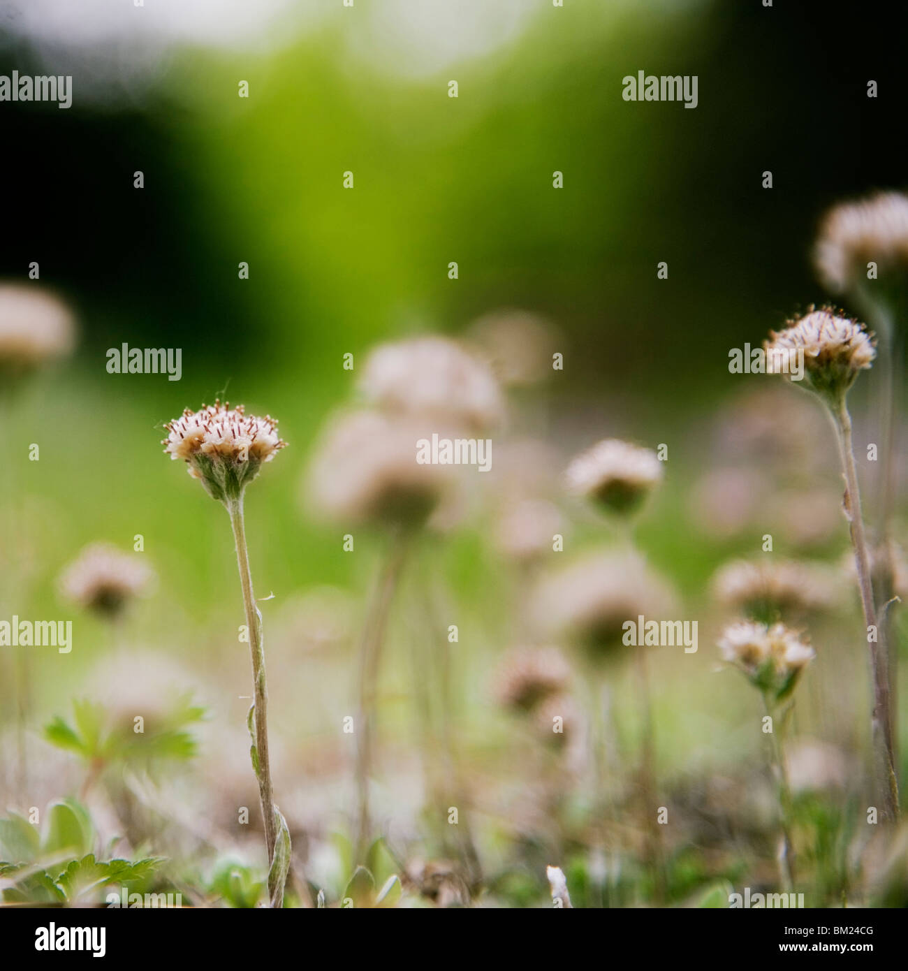 Close-up of weed plants Stock Photo - Alamy