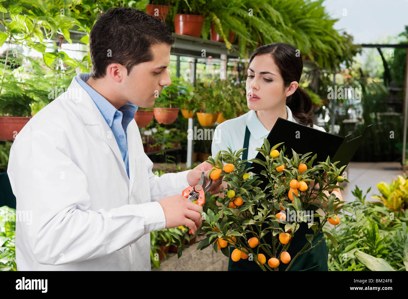 Scientist examining a plant in a greenhouse Stock Photo - Alamy