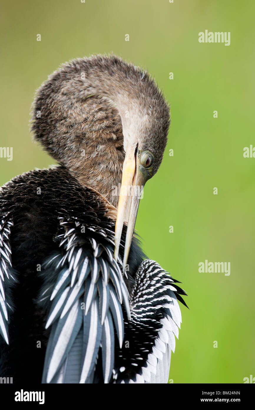 Anhinga (Anhinga anhinga leucogaster), female preening Stock Photo - Alamy