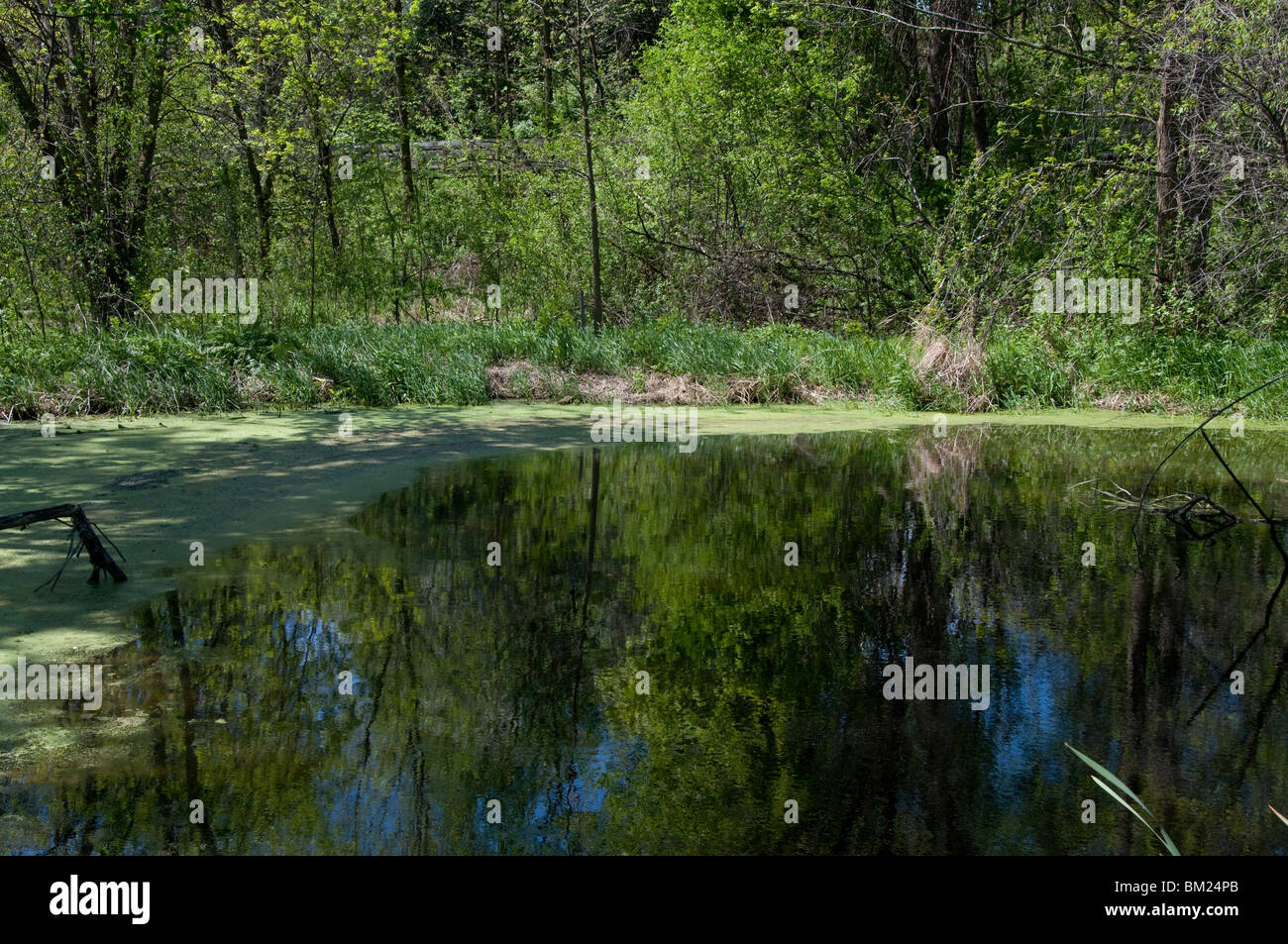 A pond in spring Stock Photo - Alamy
