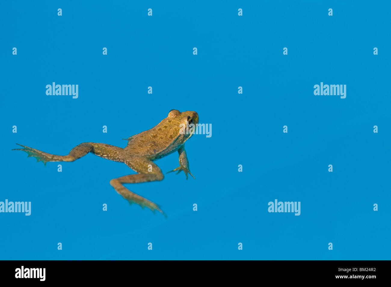 Marsh frog hi-res stock photography and images - Alamy