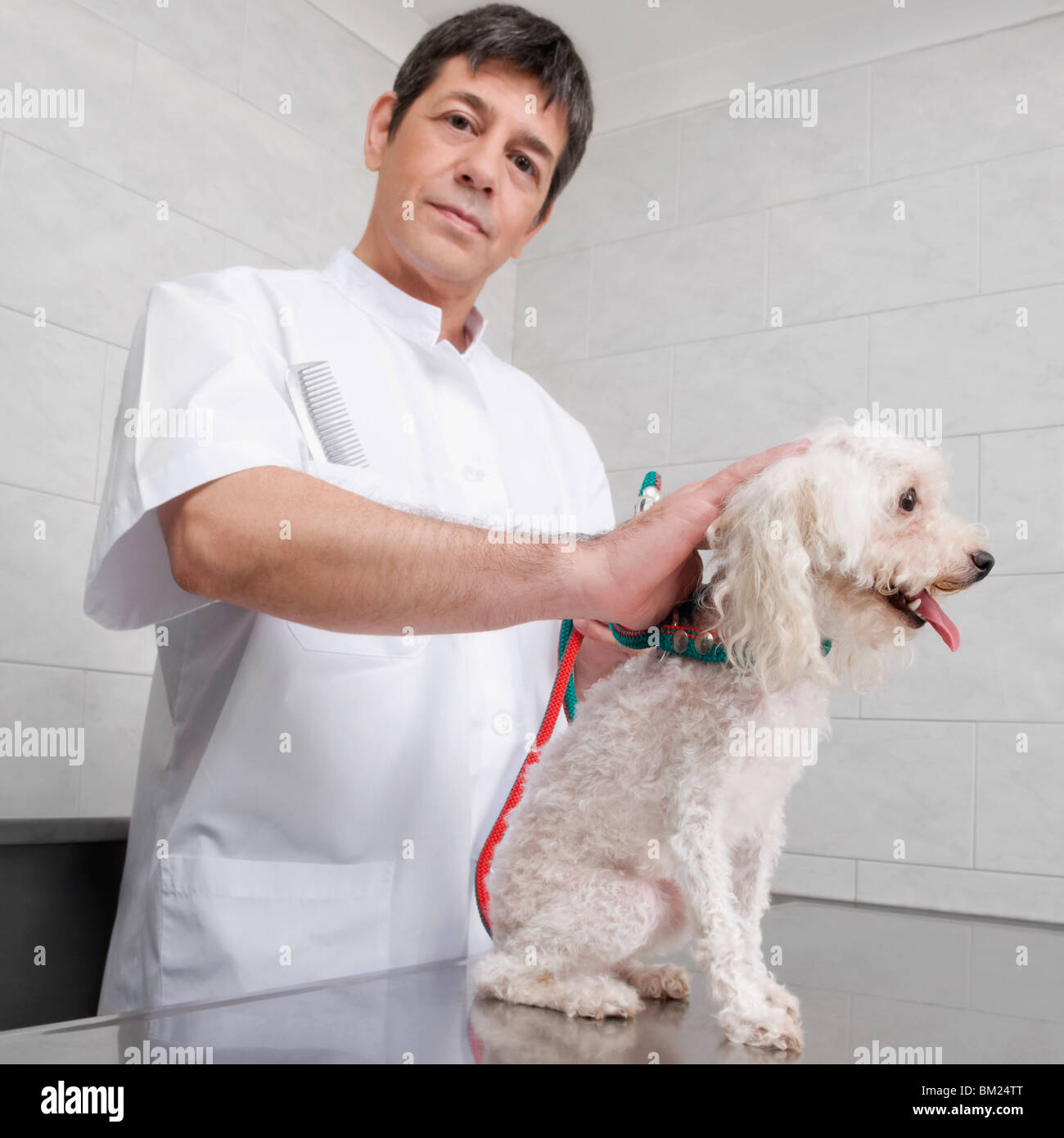 Vet examining a dog on an examination table Stock Photo - Alamy