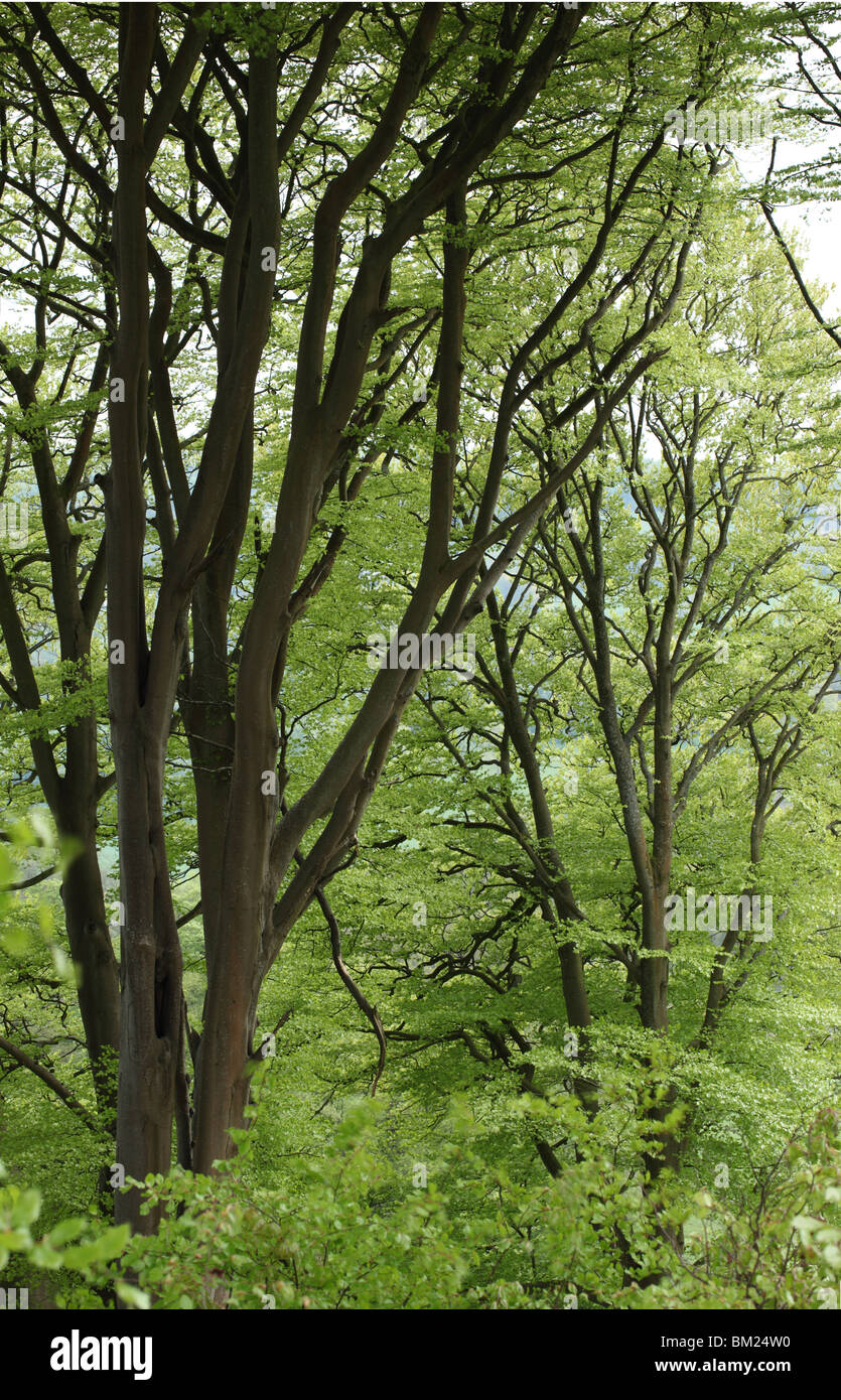 Close up of new spring leaves on Beech trees, England, UK Stock Photo ...