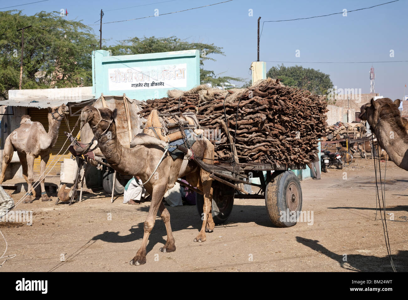 Camel pulling cart hi-res stock photography and images - Alamy