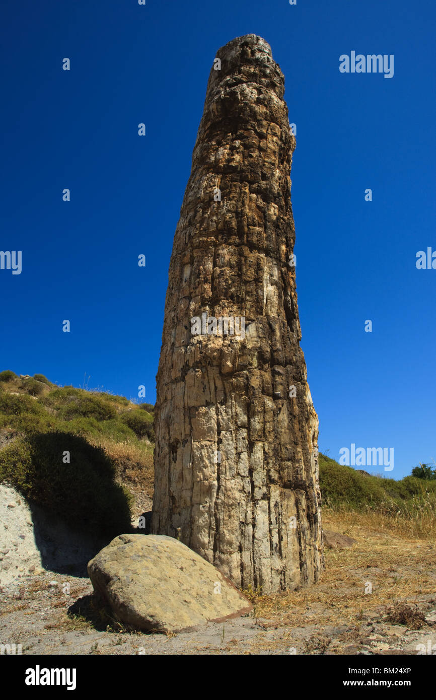 Petrified tree trunk hi-res stock photography and images - Alamy