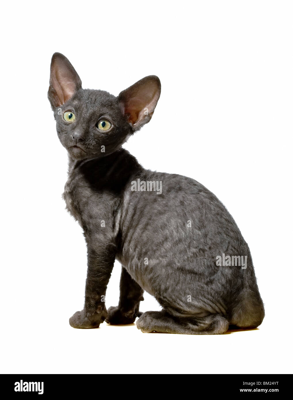 black cornish rex kitten sitting in profile isolated on white Stock ...