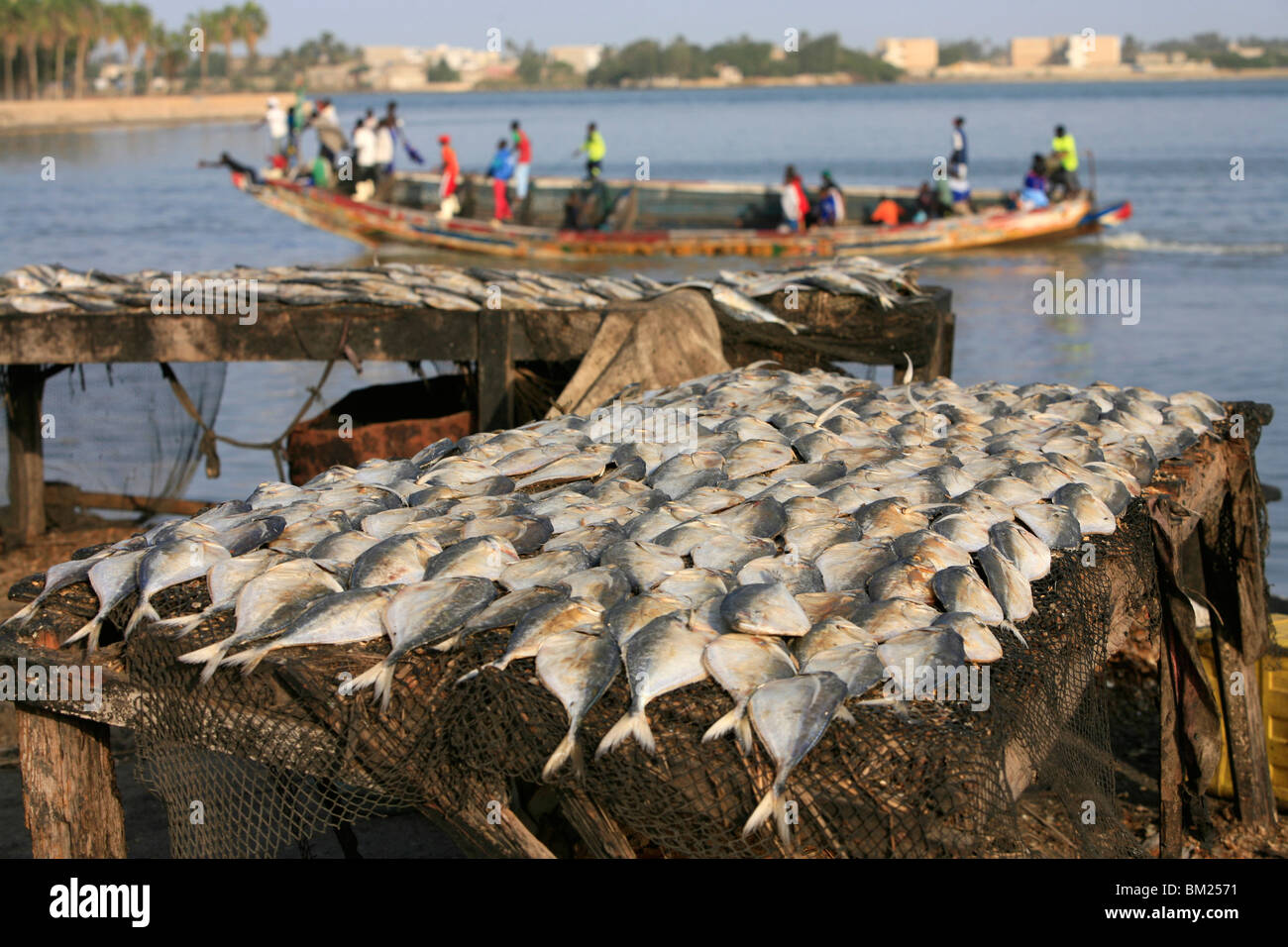 Fish and boat, Saint Louis, Senegal, West Africa, Africa Stock Photo ...