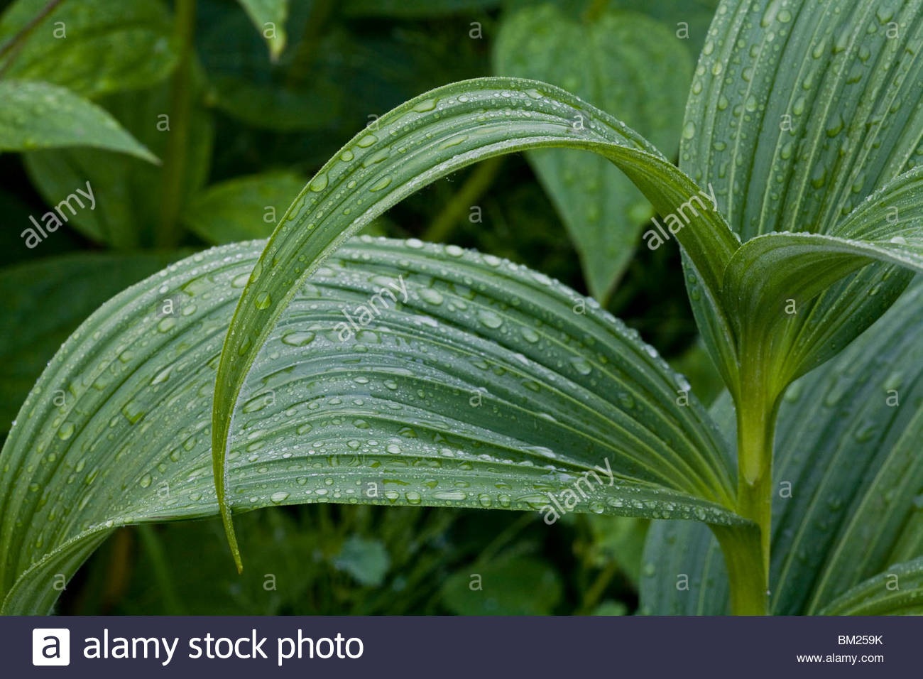 False Hellebore Stock Photos & False Hellebore Stock Images - Alamy