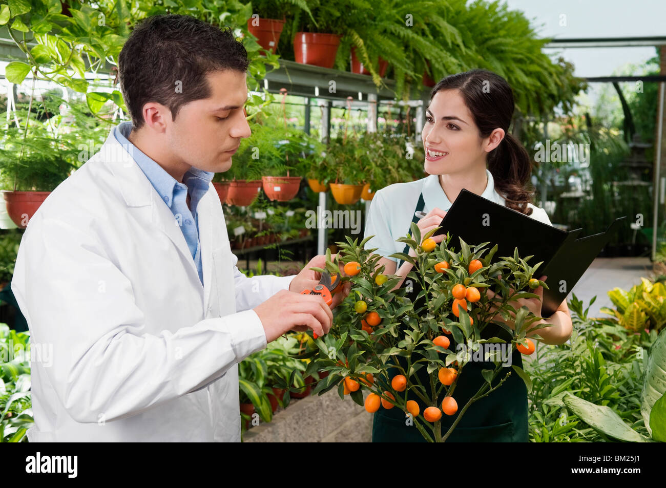 Scientist examining a plant in a greenhouse Stock Photo - Alamy