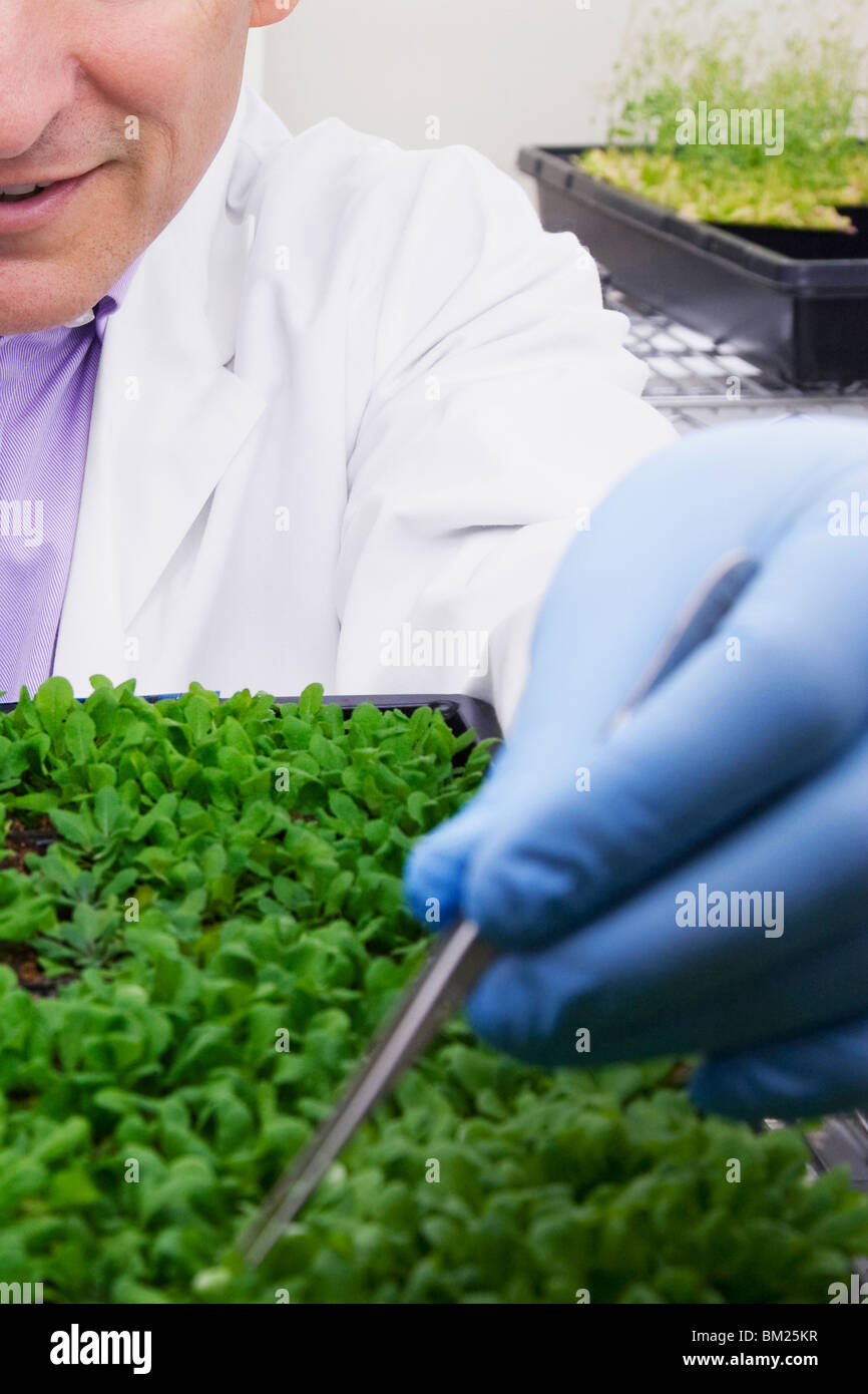 Scientist researching on plants in a laboratory Stock Photo - Alamy