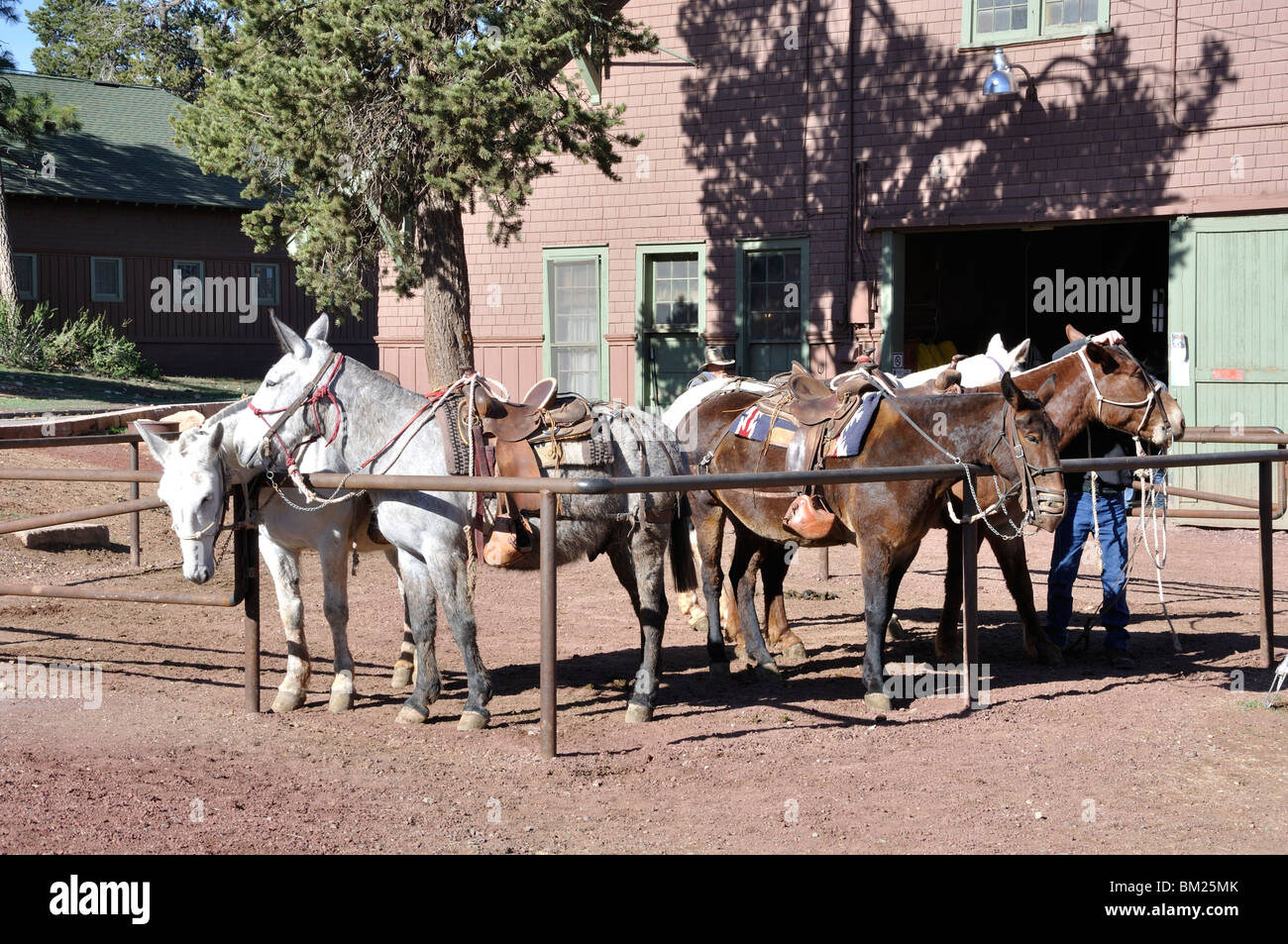 Mules, Grand Canyon, Arizona, USA Stock Photo - Alamy