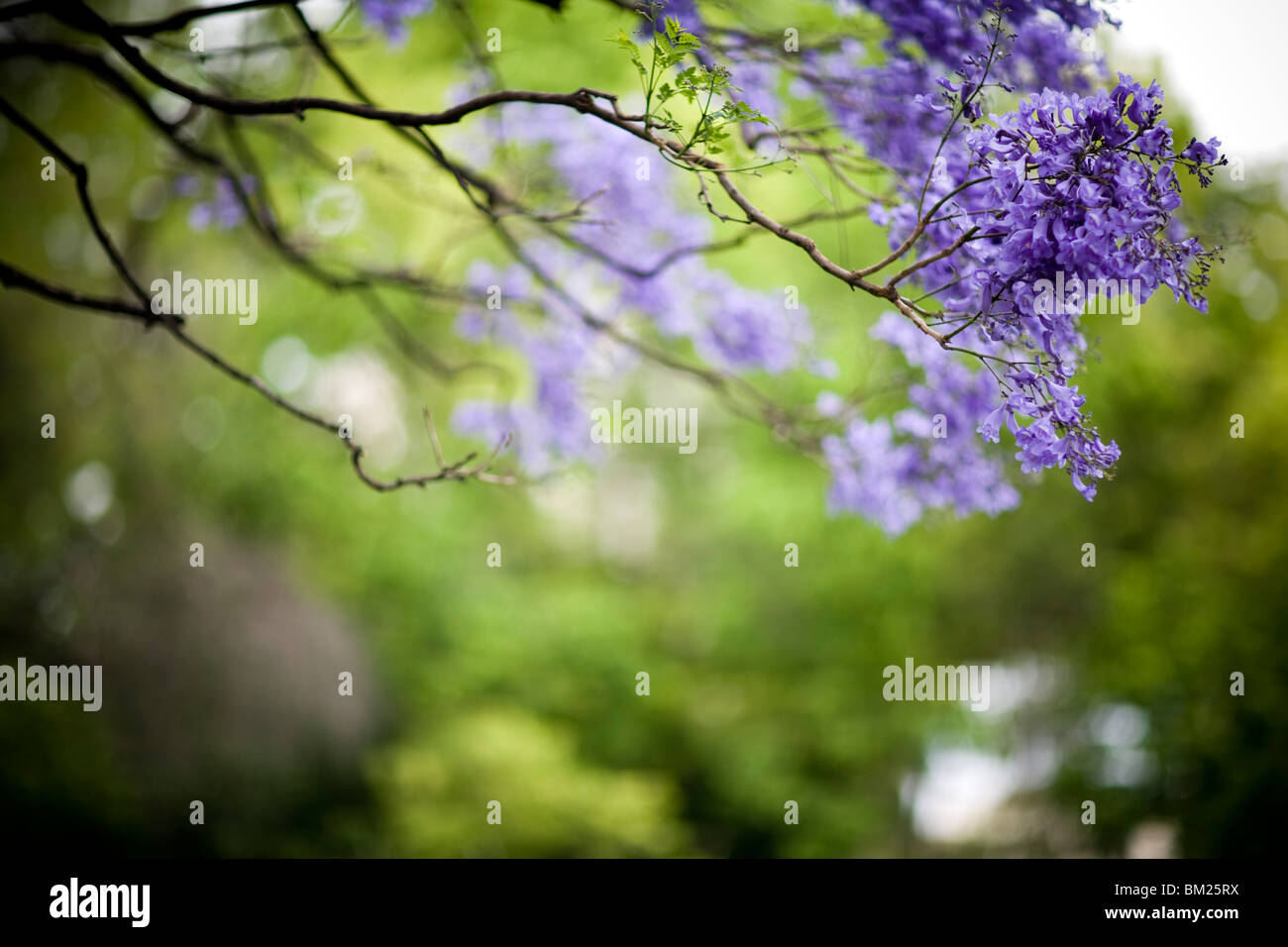 Jacaranda seville hi-res stock photography and images - Alamy
