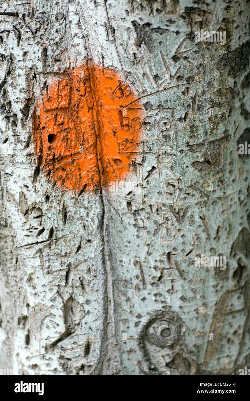 Carvings on a tree bark, Seville, Spain Stock Photo - Alamy
