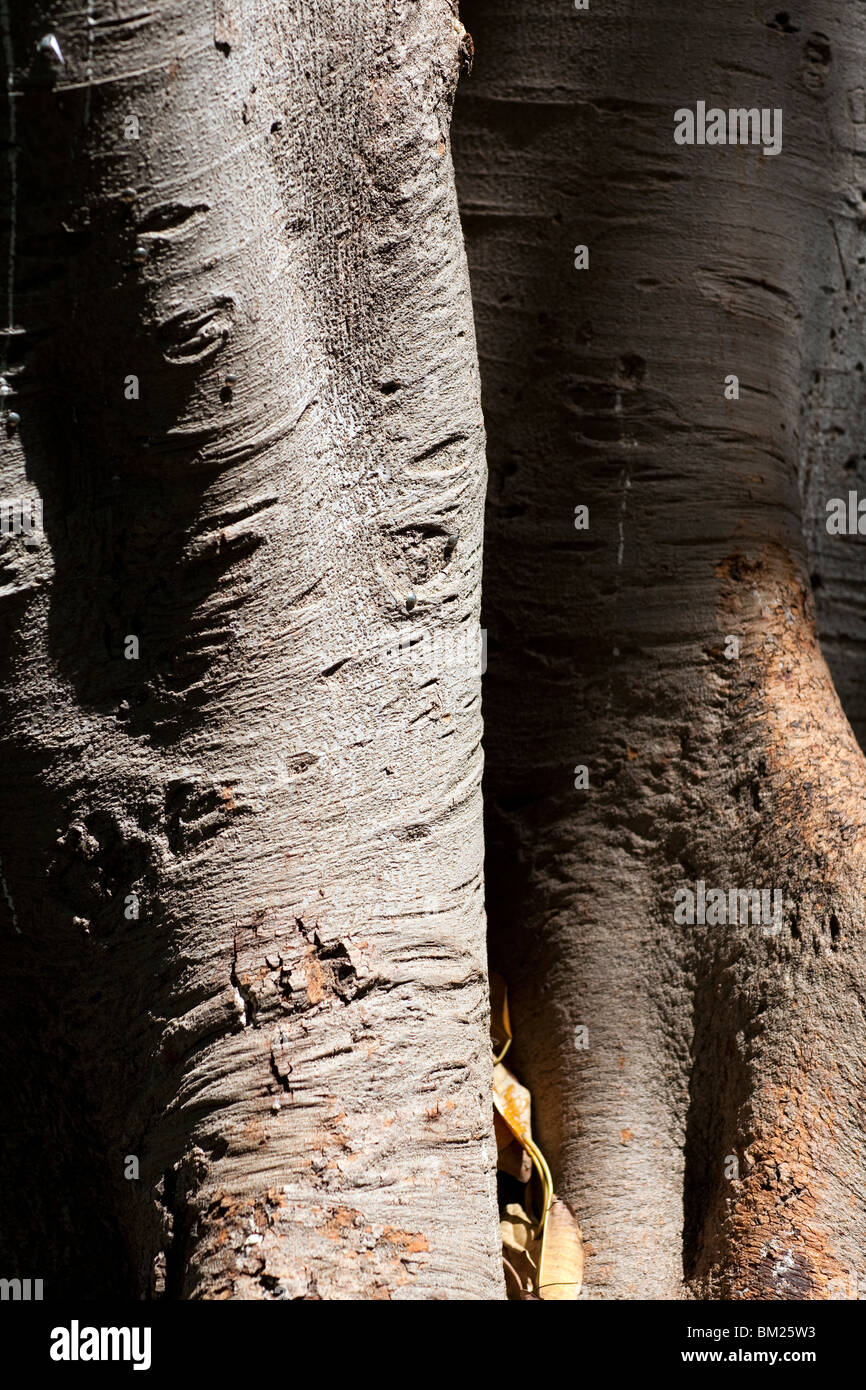 Fig tree trunk, Seville, Spain Stock Photo - Alamy