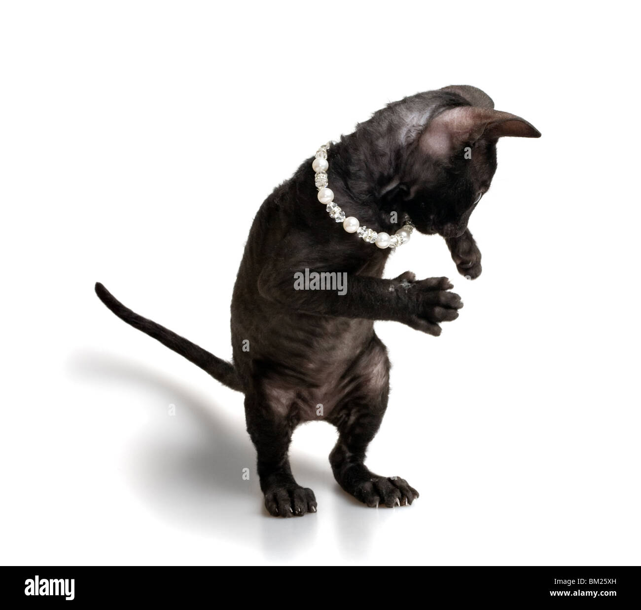 black cornish rex kitten in playing pose isolated on white Stock Photo ...