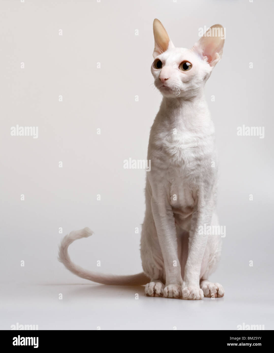 beautiful white cat of cornish rex breed sitting on white background ...