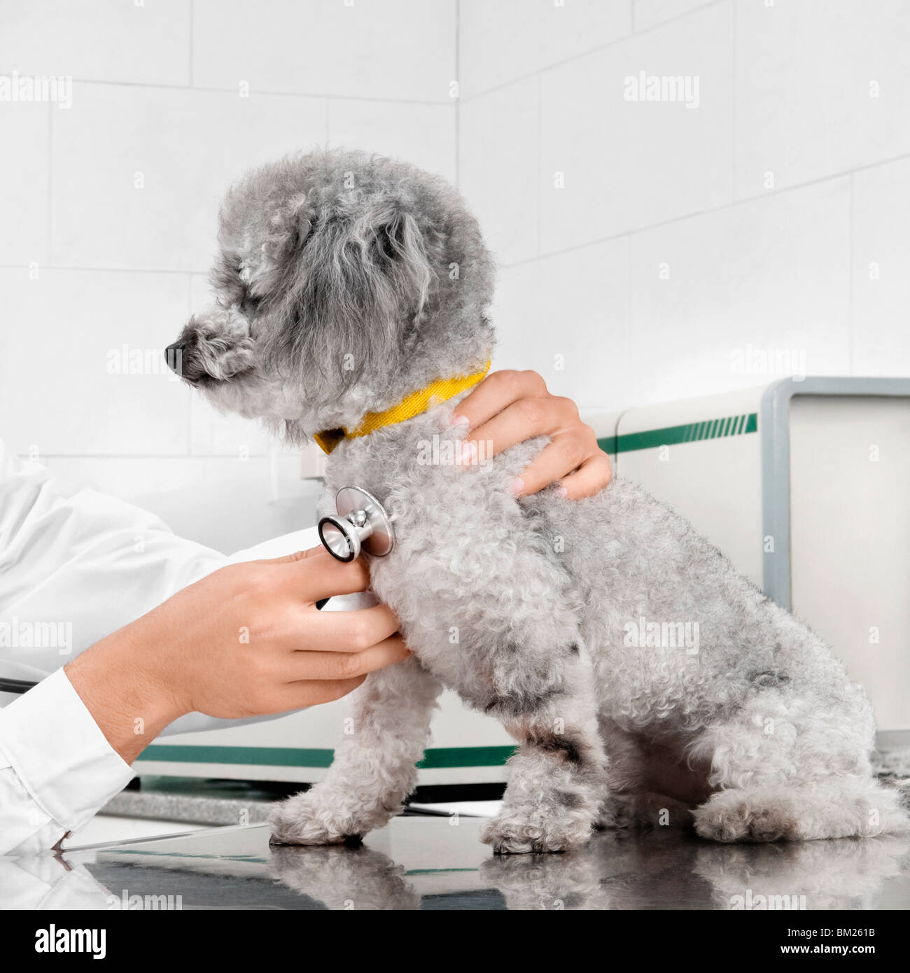 Vet examining a dog with a stethoscope Stock Photo - Alamy