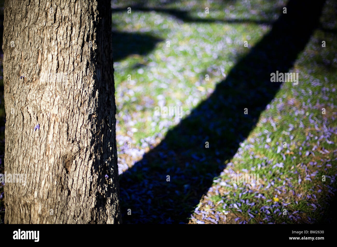 Jacaranda Tree Detail High Resolution Stock Photography and Images - Alamy