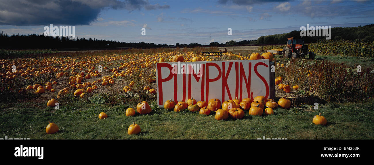 Pumpkin field, Seattle, Washington State, United States of America ...