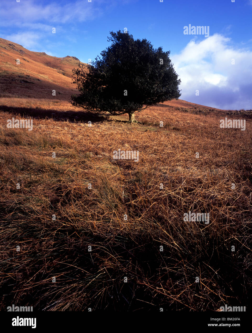 The Mosedale Holly Tree, English Lake District, UK Stock Photo - Alamy