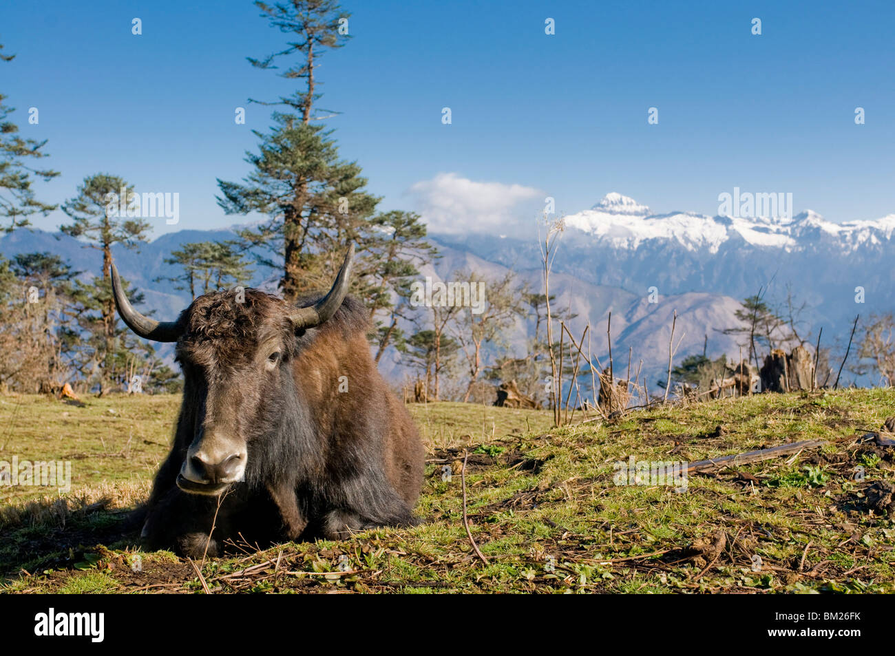 Yak grazing on top of the Pele La mountain pass with the Himalayas in ...