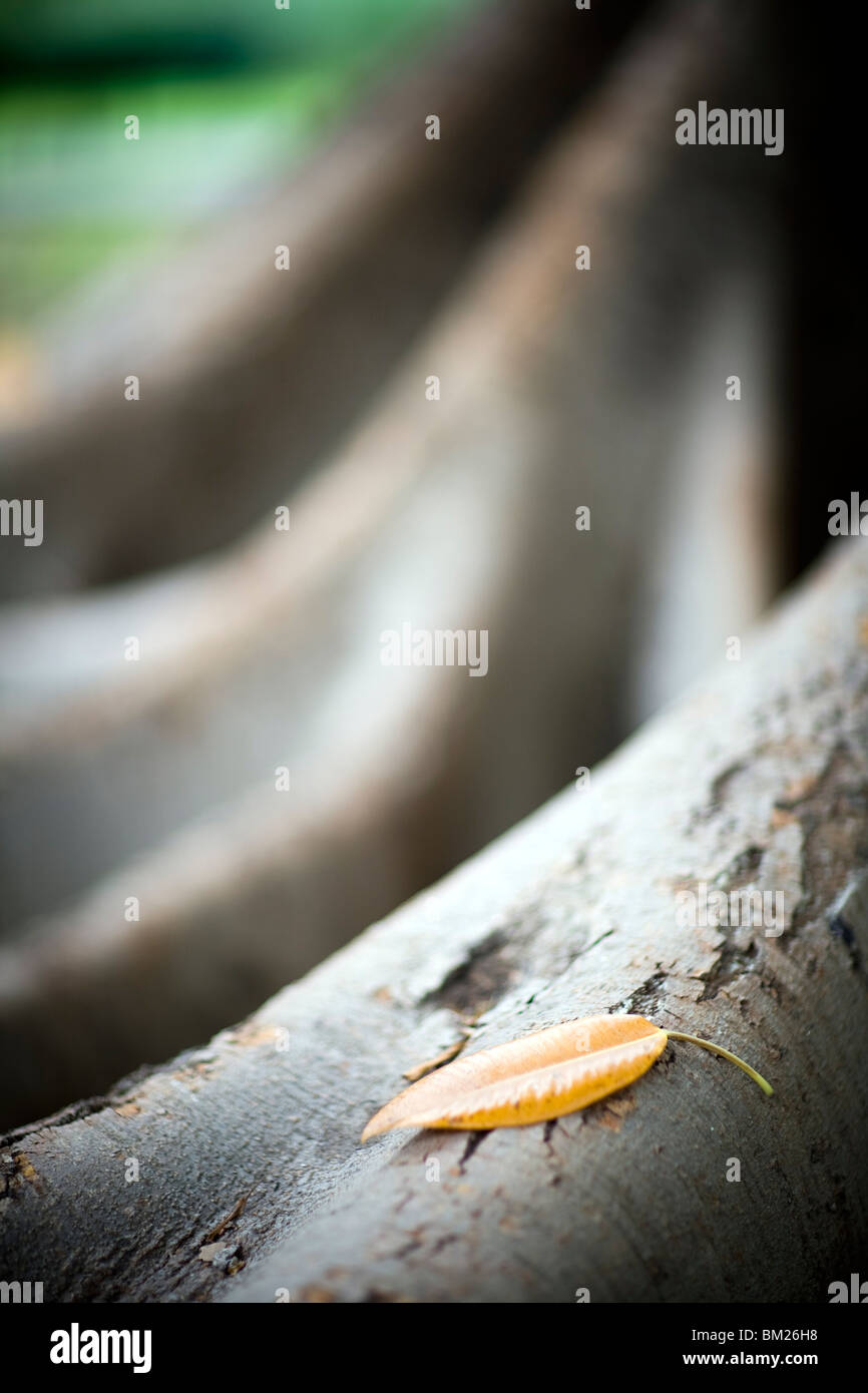 Dead fig tree hi-res stock photography and images - Alamy
