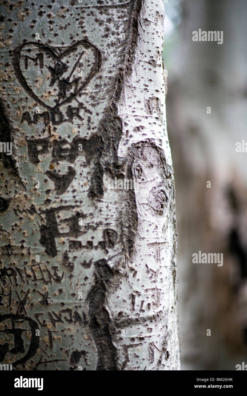 Carvings on a tree bark, Seville, Spain Stock Photo - Alamy