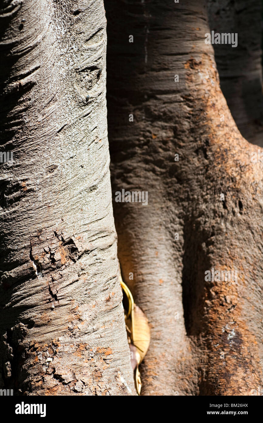 Dead fig tree hi-res stock photography and images - Alamy