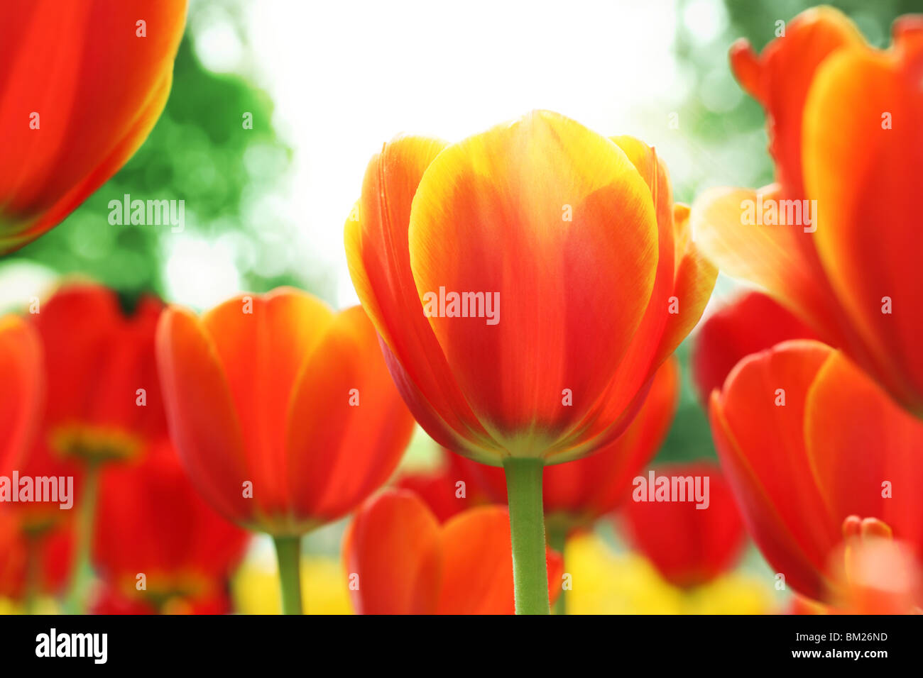 Tulip spring sunshine hi-res stock photography and images - Alamy