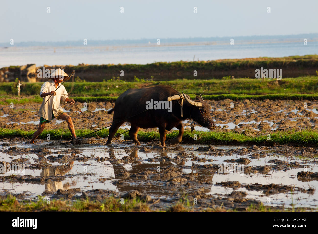 Farmer plowing a field with a buffalo, Vietnam Stock Photo - Alamy