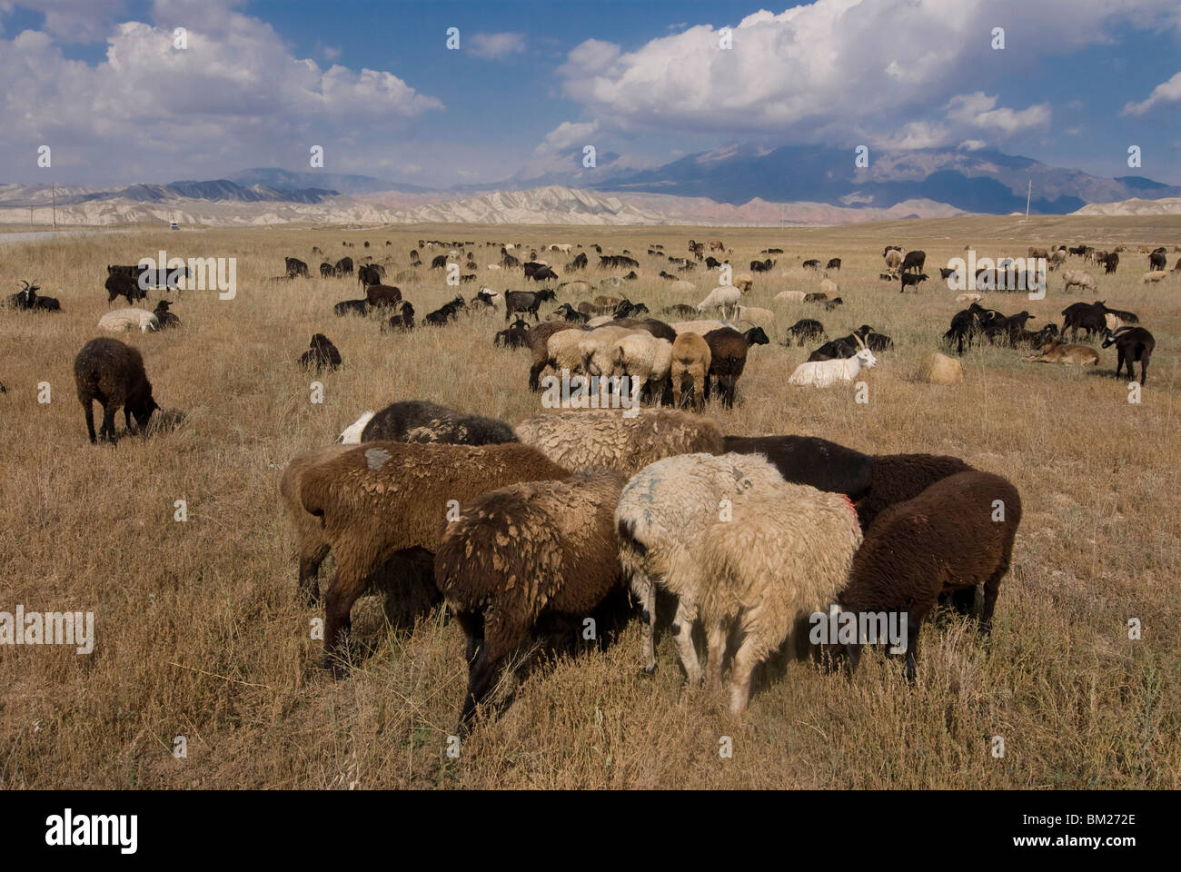 Herd_sheep hi-res stock photography and images - Alamy