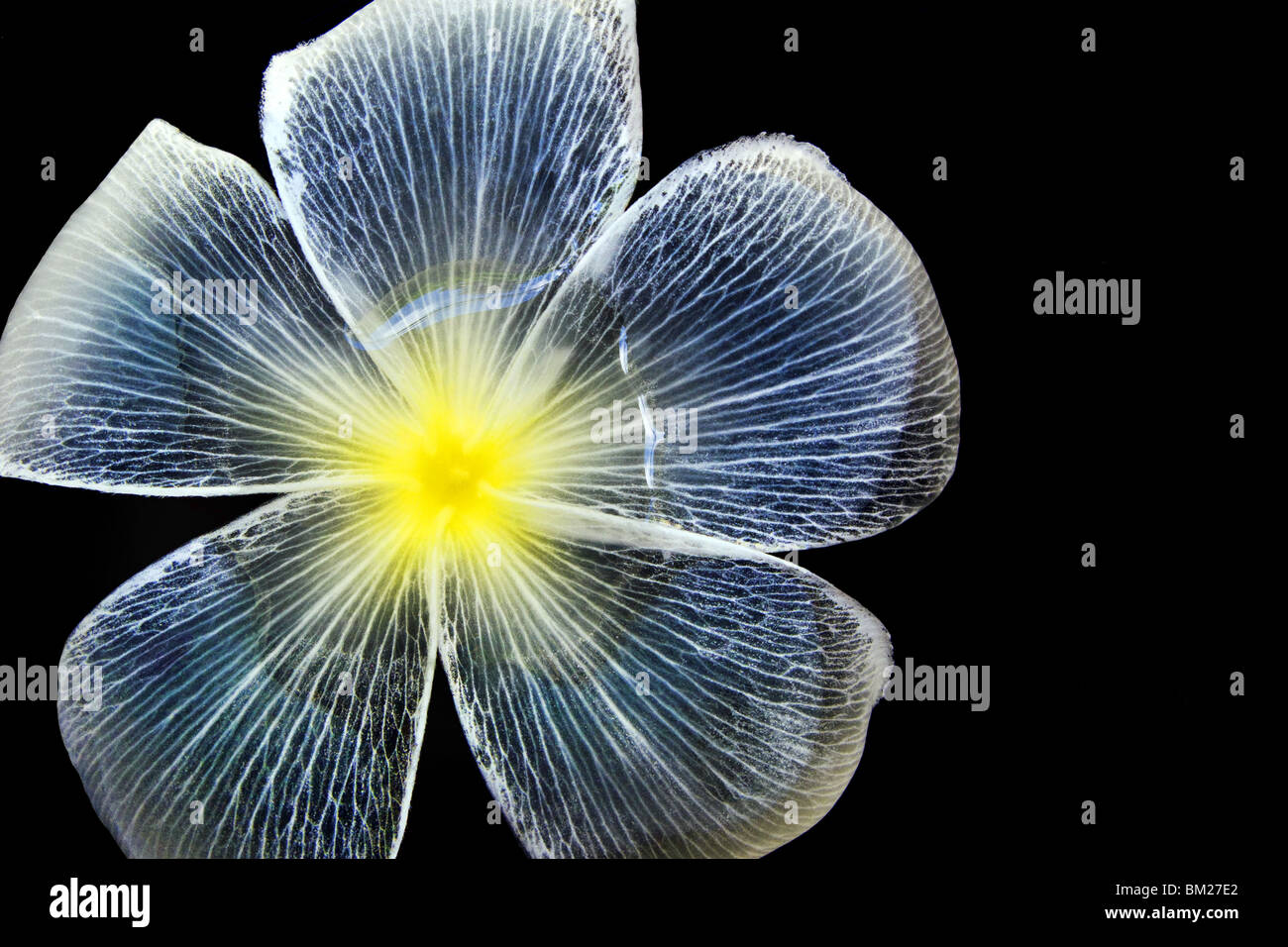White frangipani flower Stock Photo - Alamy