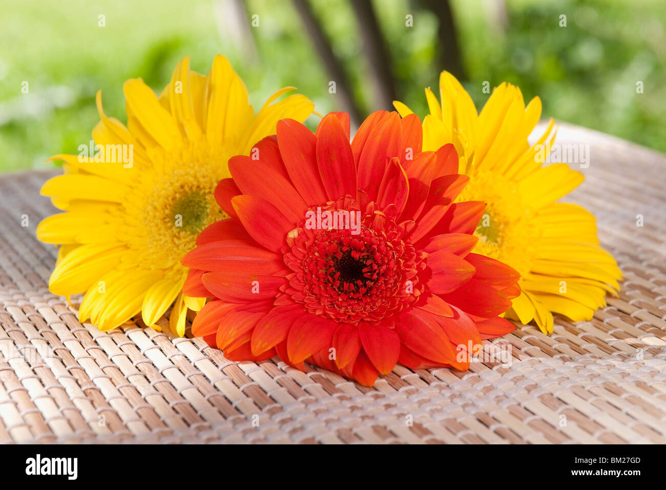 Mat daisy hi-res stock photography and images - Alamy