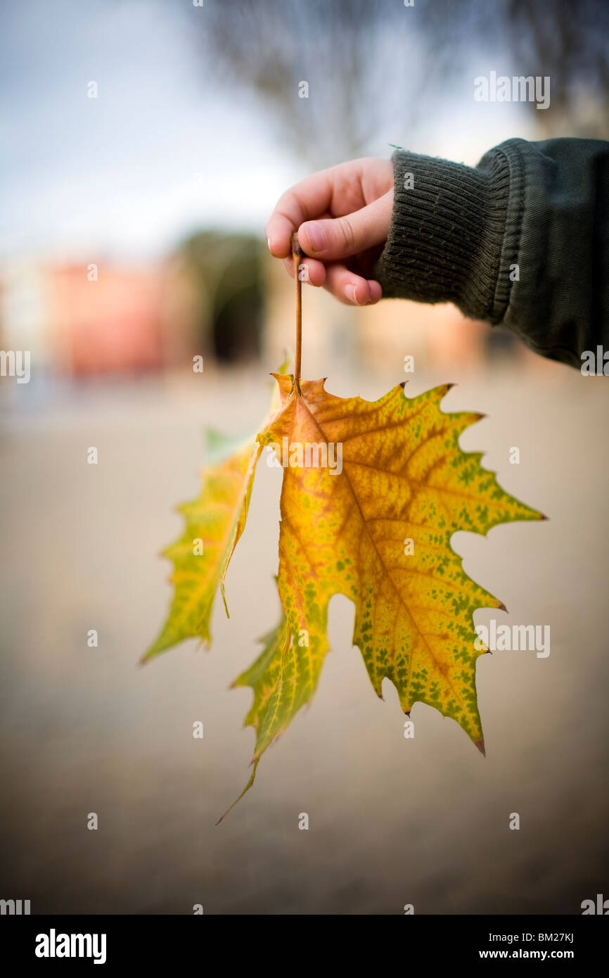 Cut leaf plane tree hi-res stock photography and images - Alamy