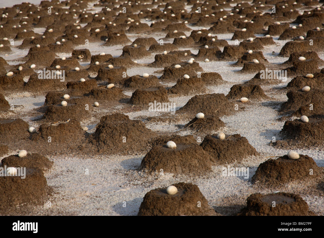 Flamingo eggs in flamingo island or Anda bet of Rann of kutch, India ...
