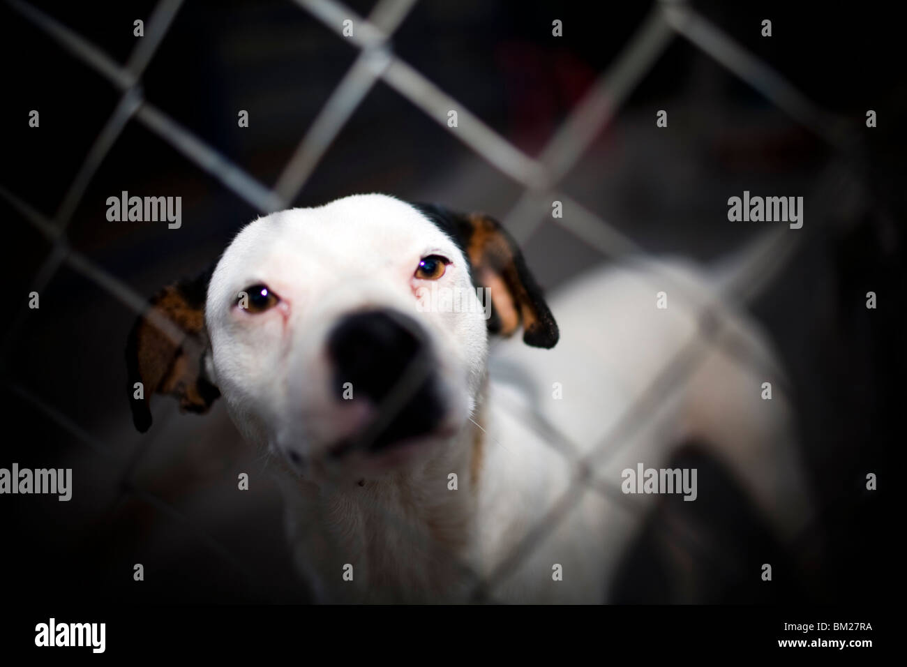 Caged dog, Seville, Spain Stock Photo - Alamy