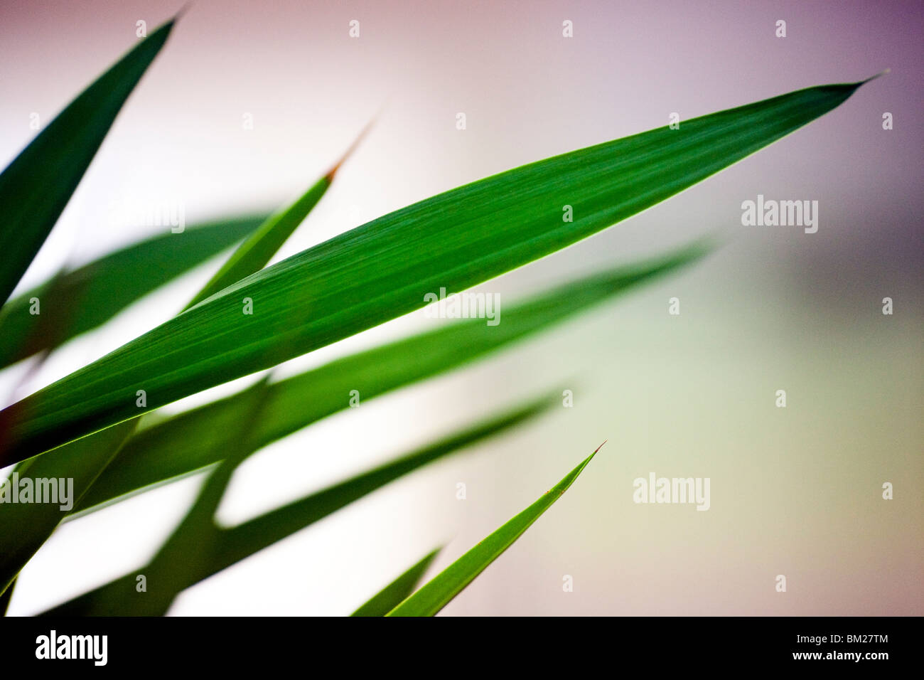 Plant blades hi-res stock photography and images - Alamy